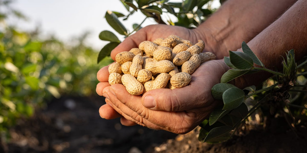 Peanut History – Hubs Peanuts
