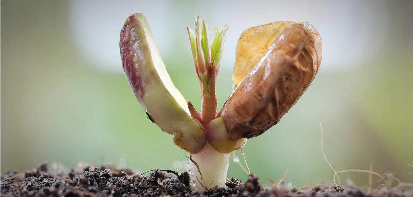 Peanut History – Hubs Peanuts