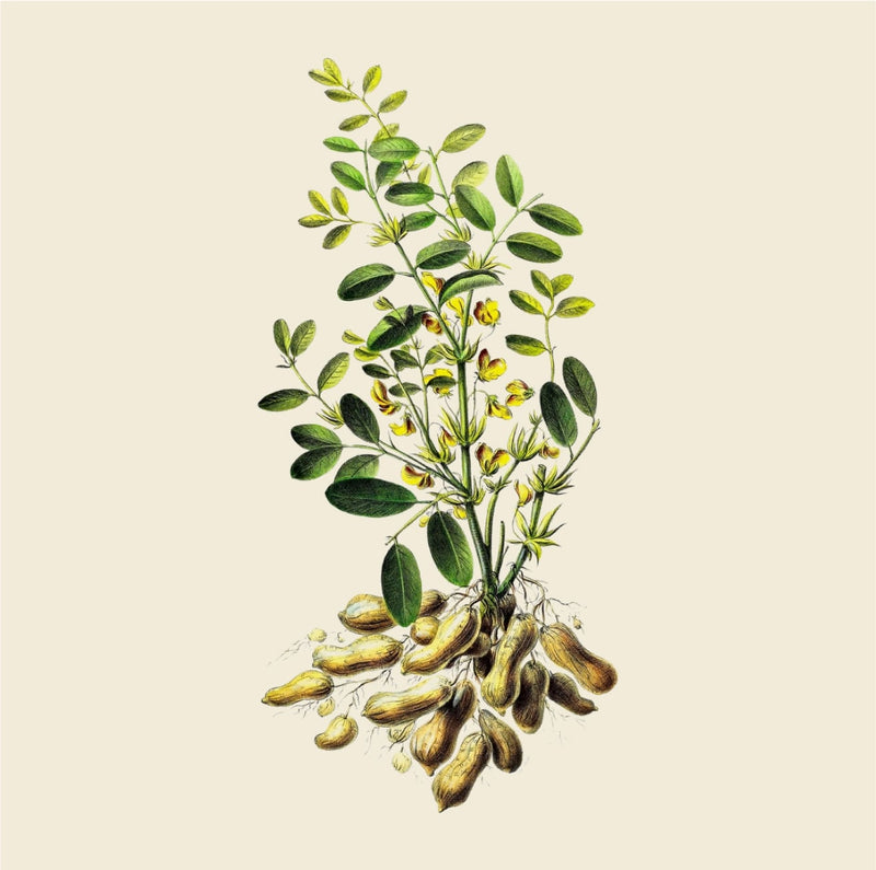 Peanut History – Hubs Peanuts